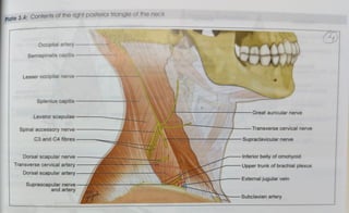 Gross Anatomy Diagrams _ Head & Neck.pdf