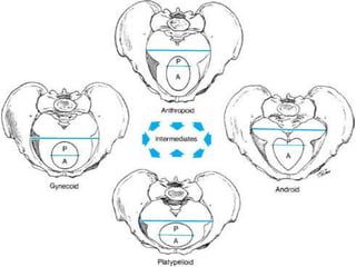 Gross anatomy for anesthesia | PPTX