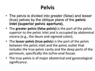 Gross anatomy for anesthesia | PPTX