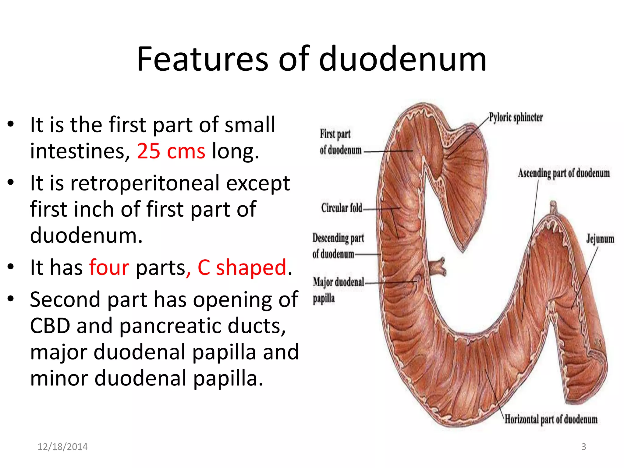 Gross anatomy & histology of ileum, jejunum | PPTX