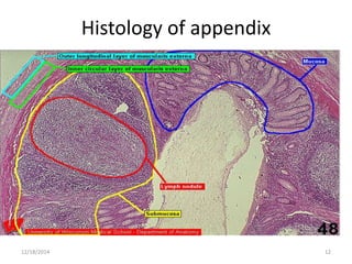 Appendix Histology Labeled