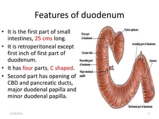 Duodenum Jejunum Ileum Histology