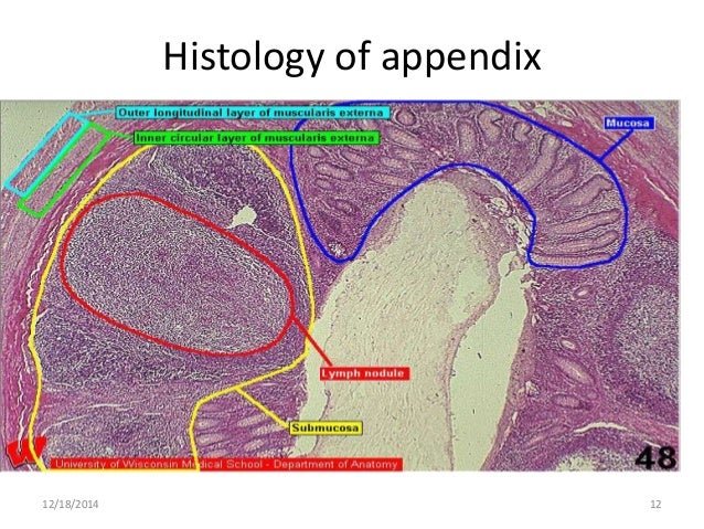 Gross anatomy & histology of ileum, jejunum