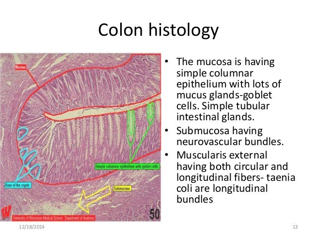 A Histology Tour Of The Gi Tract The Ileum