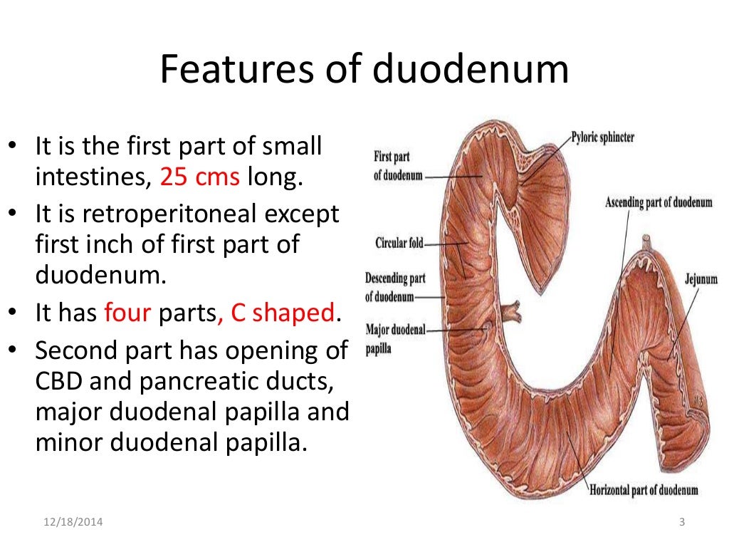 Gross anatomy & histology of ileum, jejunum