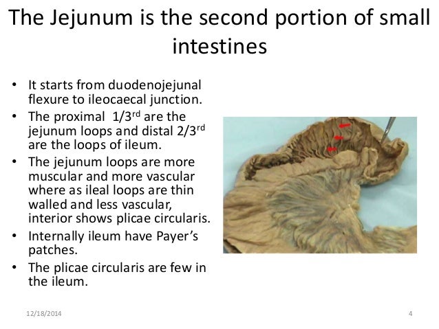 Gross anatomy & histology of ileum, jejunum