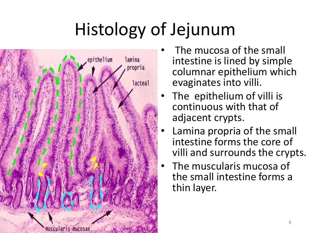 Gross anatomy & histology of ileum, jejunum