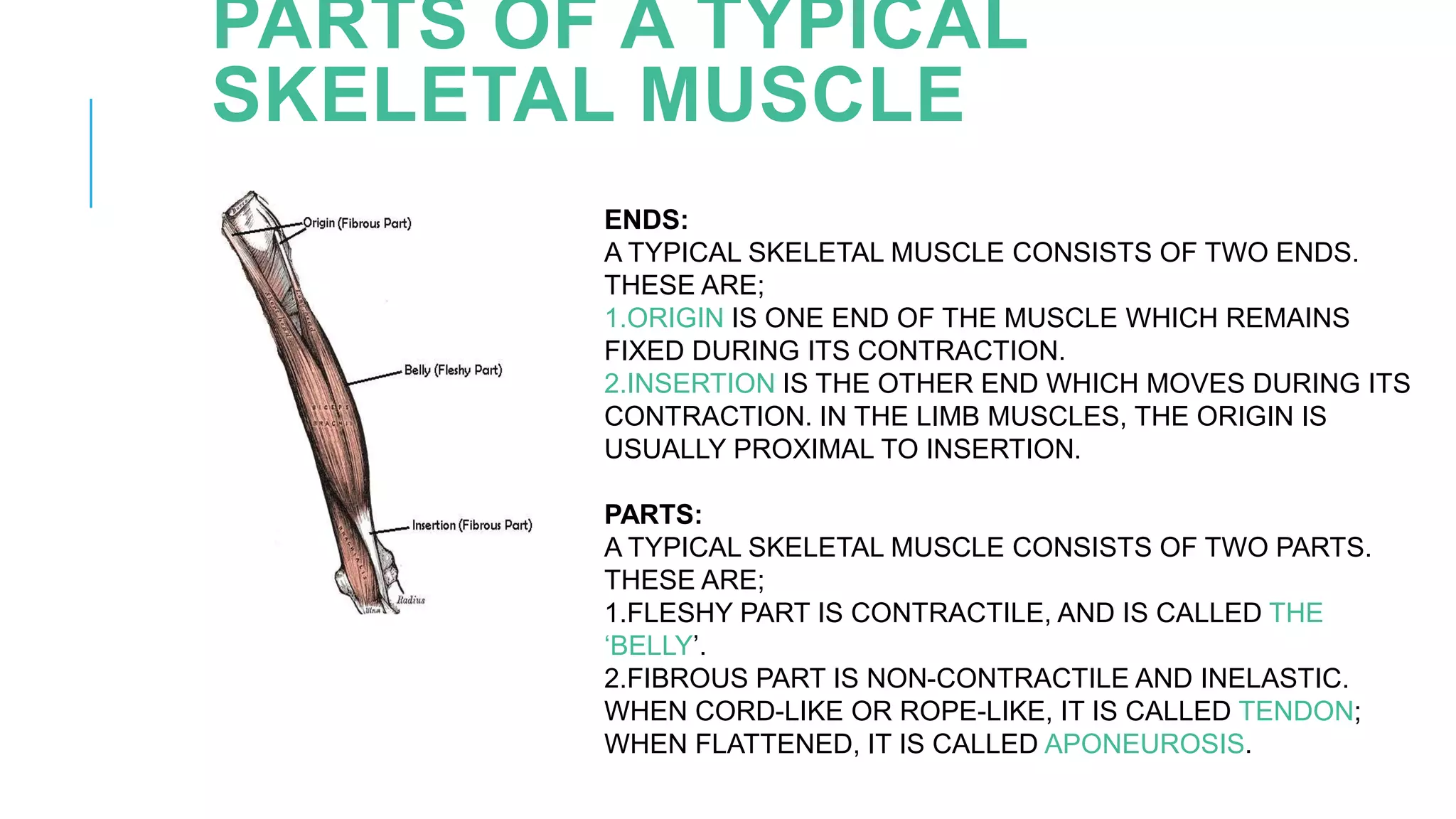 Gross anatomy muscles | PPTX