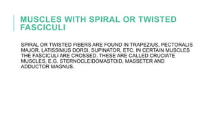 Gross anatomy muscles | PPTX