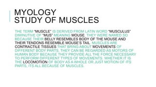 Gross anatomy muscles | PPTX