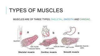 Gross anatomy muscles | PPTX