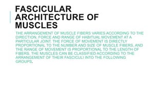 Gross anatomy muscles | PPTX