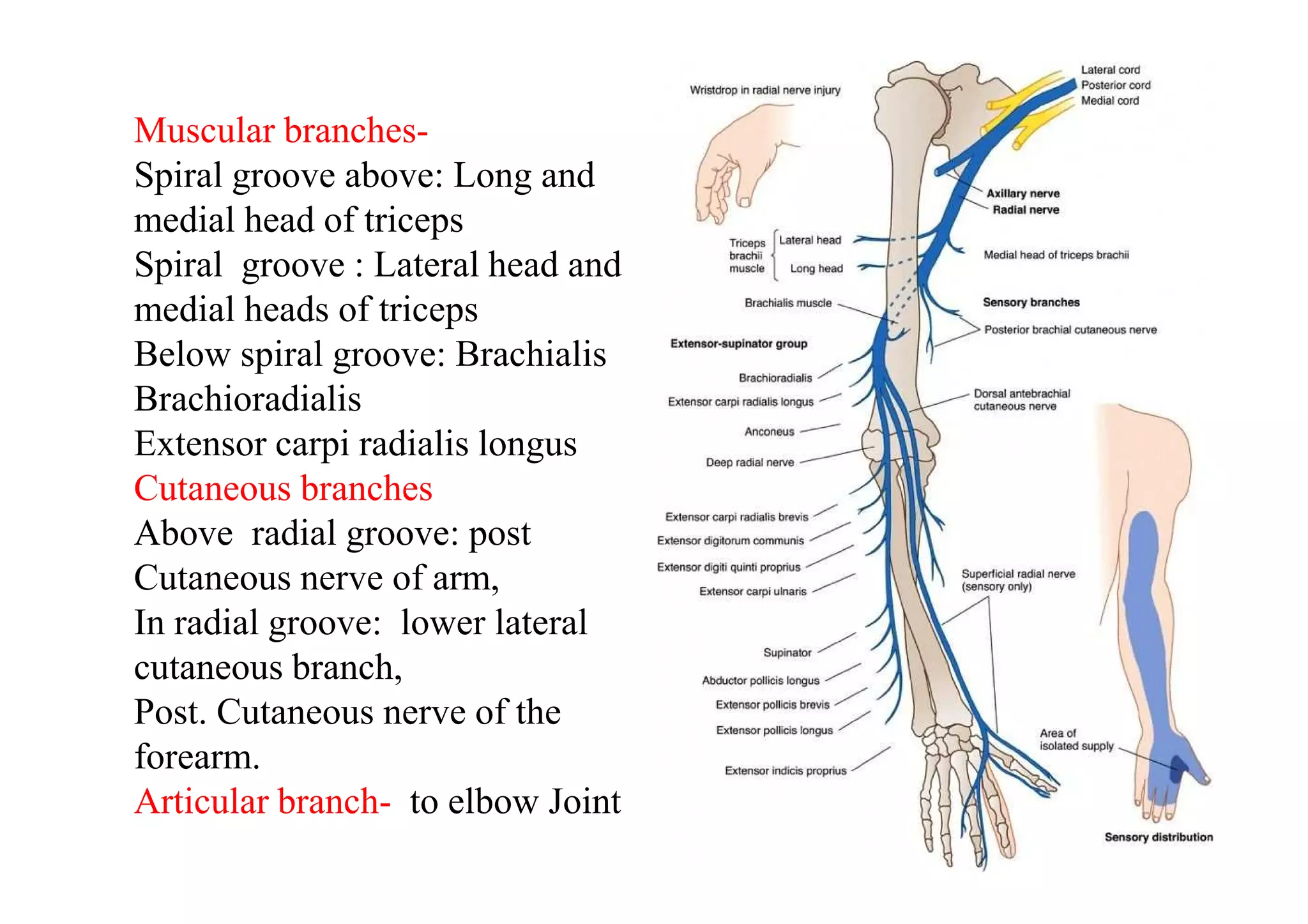 Gross anatomy of arm | PDF