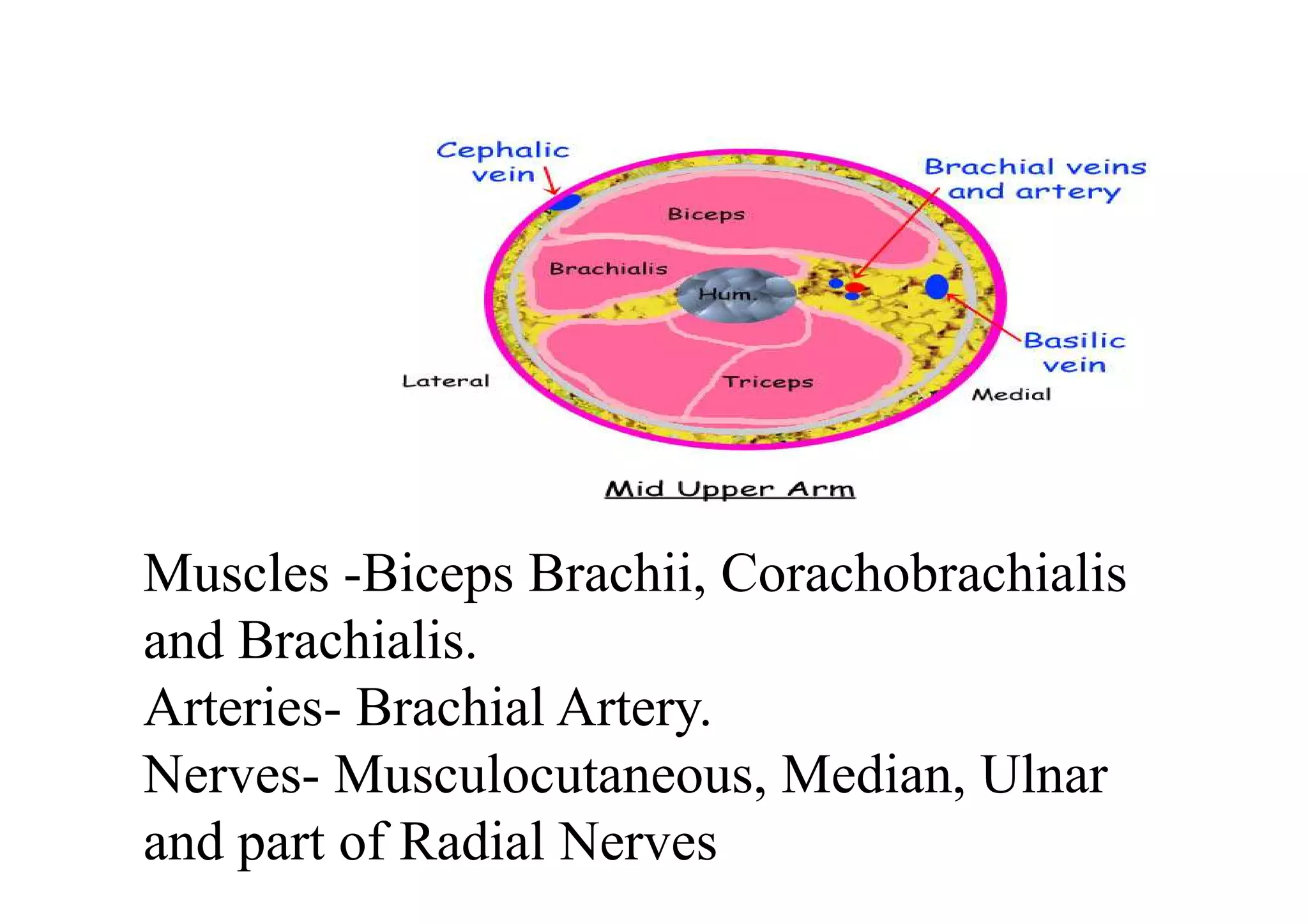 Gross anatomy of arm | PDF