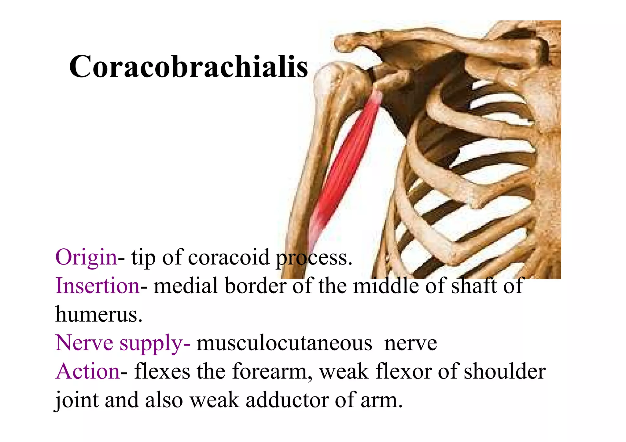 Gross anatomy of arm | PDF