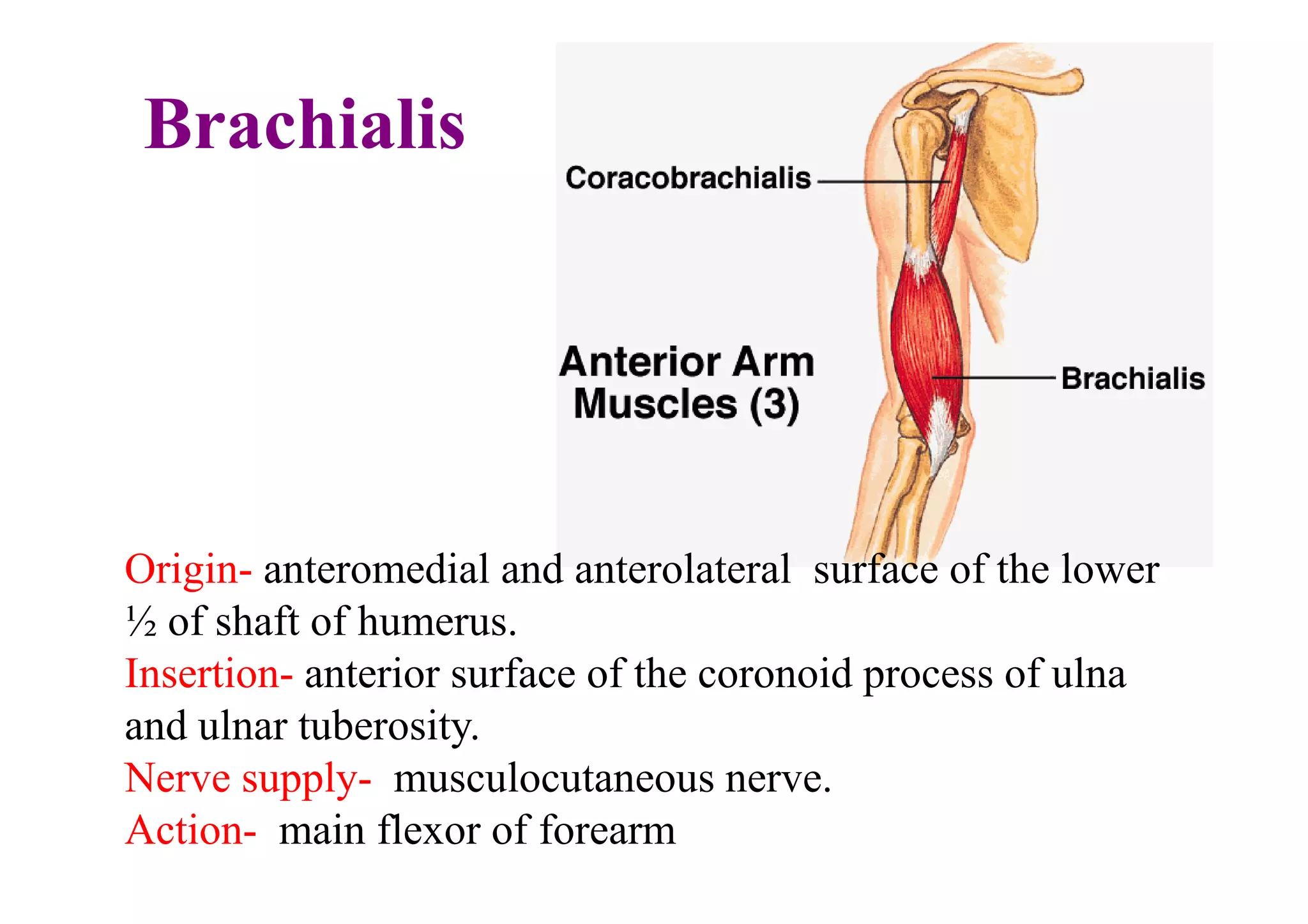 Gross anatomy of arm | PDF