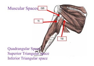 Gross anatomy of arm | PDF