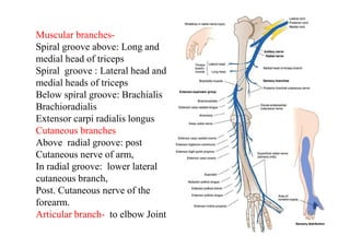 Gross anatomy of arm | PDF