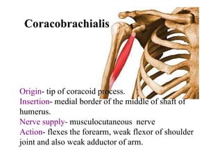 Gross anatomy of arm | PDF