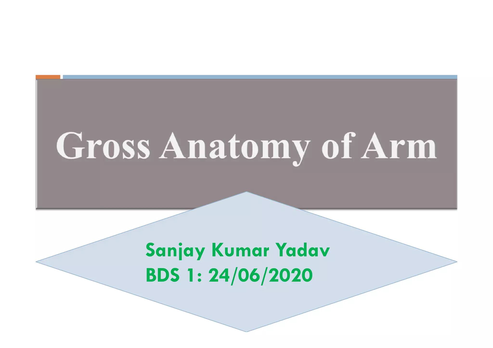 Gross anatomy of arm | PPT