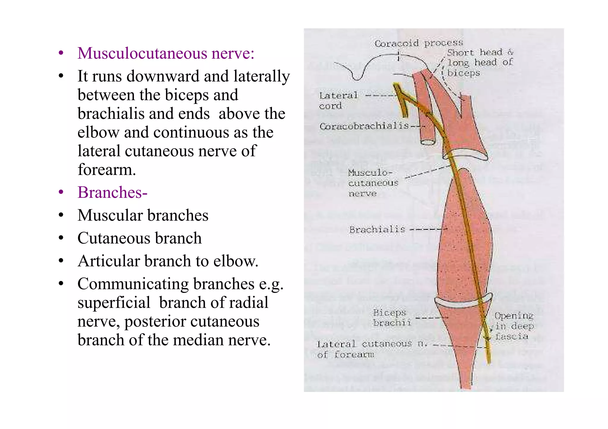 Gross anatomy of arm | PDF