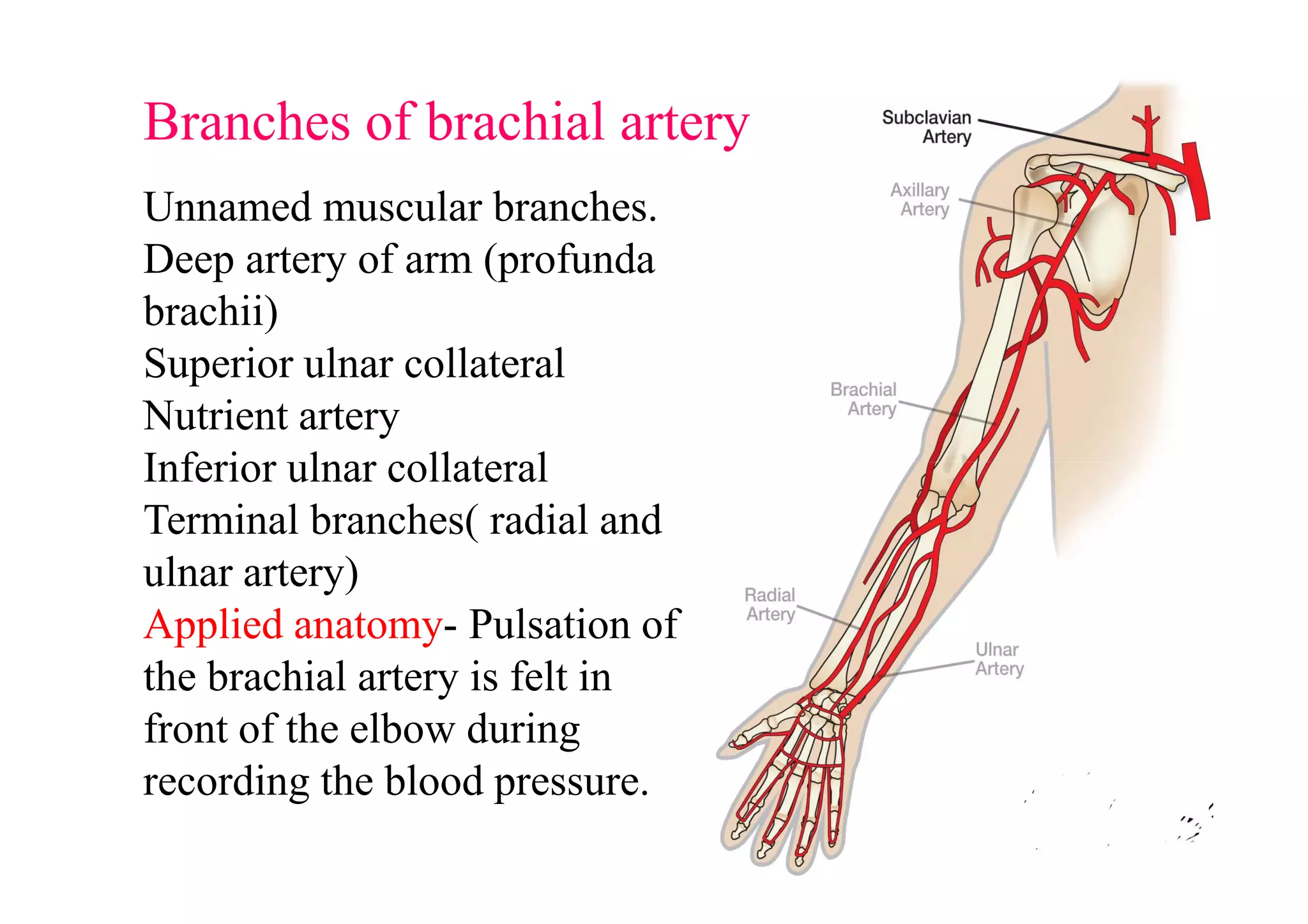 Gross anatomy of arm | PDF