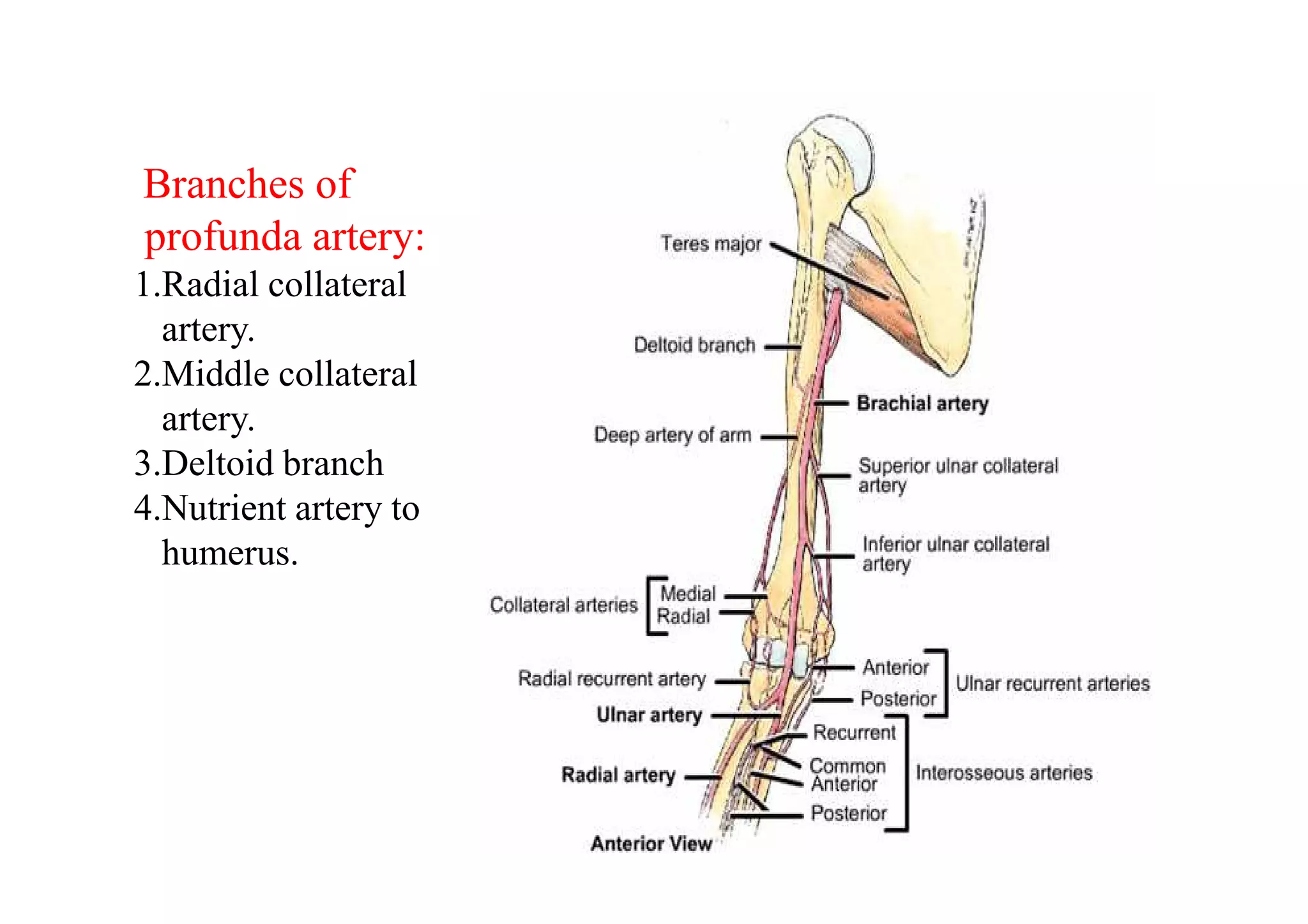 Gross anatomy of arm | PPT