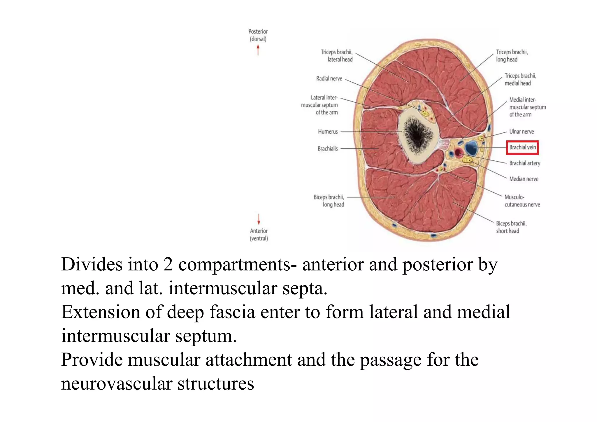Gross anatomy of arm | PPT