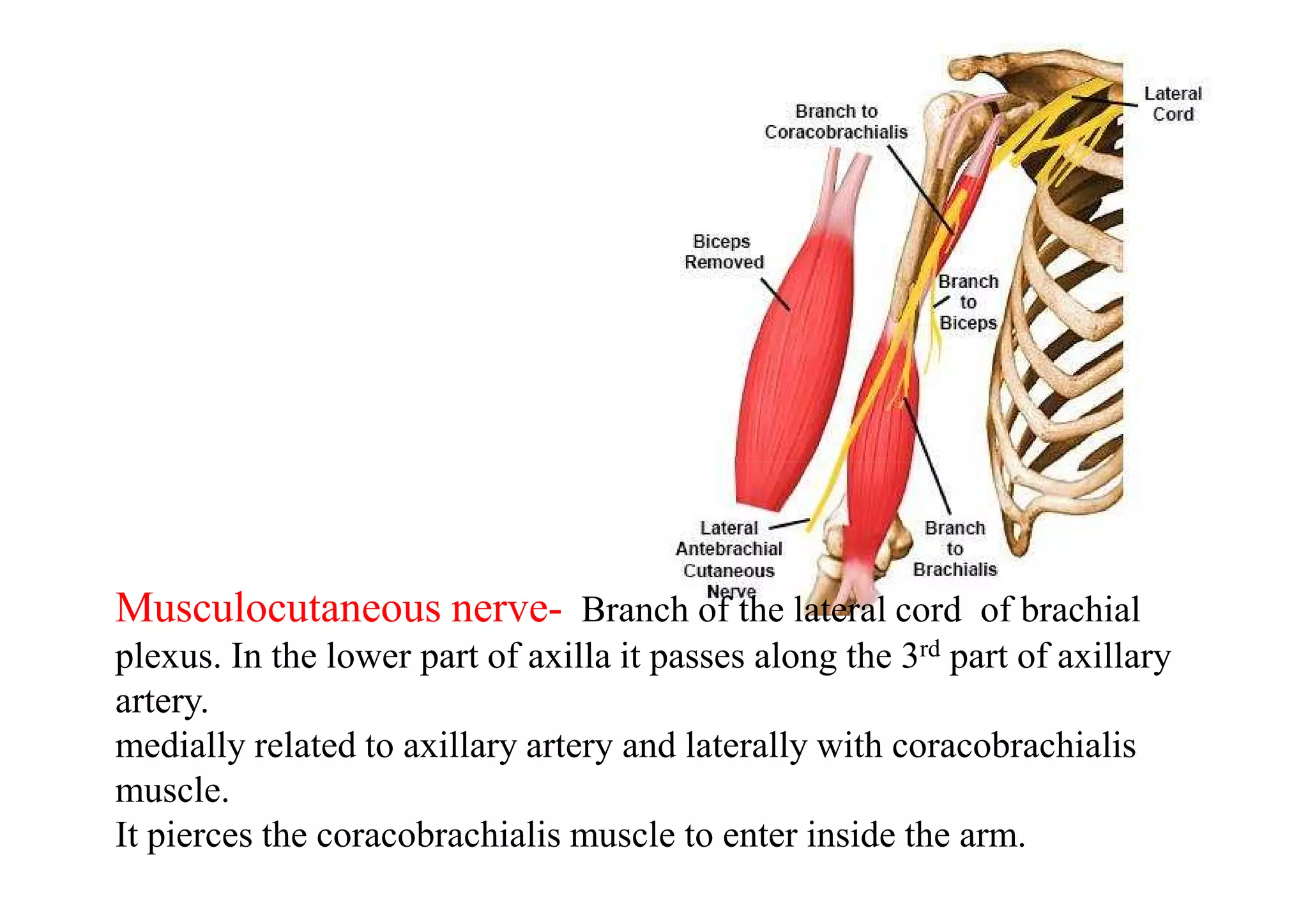 Gross anatomy of arm | PPT