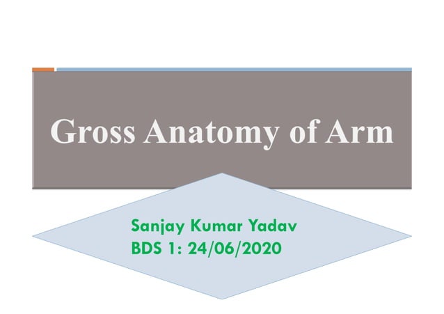 Gross anatomy of arm | PPT