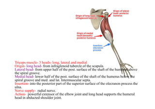 Gross anatomy of arm | PPT