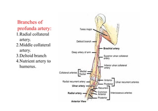 Gross anatomy of arm | PPT