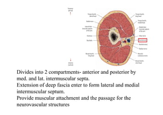 Gross anatomy of arm | PPT