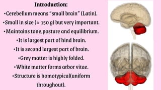 GROSS ANATOMY OF CEREBELLUM_20251119_174531_0000.pdf