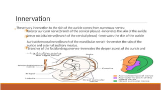 GROSS ANATOMY OF EAR along with clinicals | PPTX