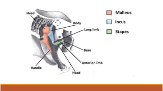 GROSS ANATOMY OF EAR along with clinicals | PPTX