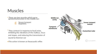 GROSS ANATOMY OF EAR along with clinicals | PPTX