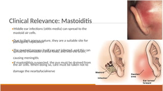 GROSS ANATOMY OF EAR along with clinicals | PPTX