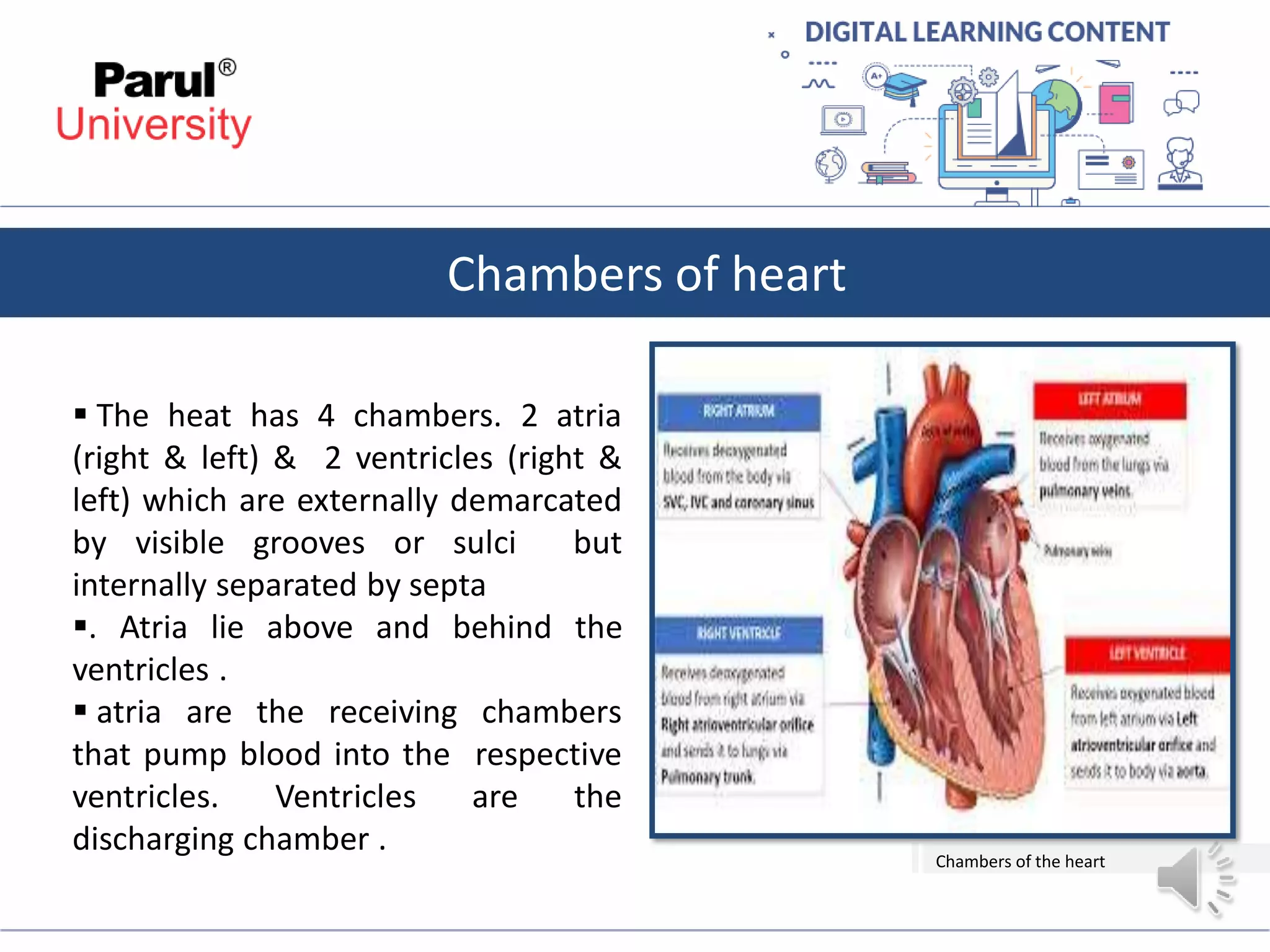 Gross anatomy of heart | PDF