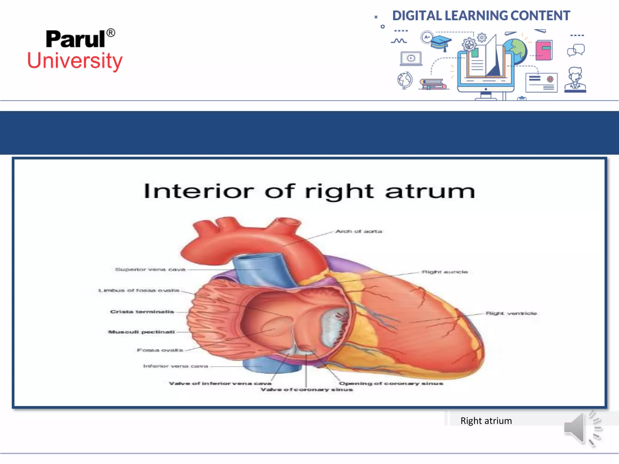 Gross anatomy of heart | PDF