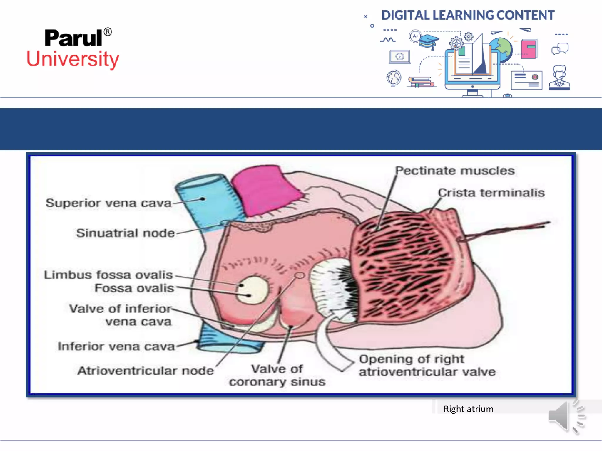 Gross anatomy of heart | PDF