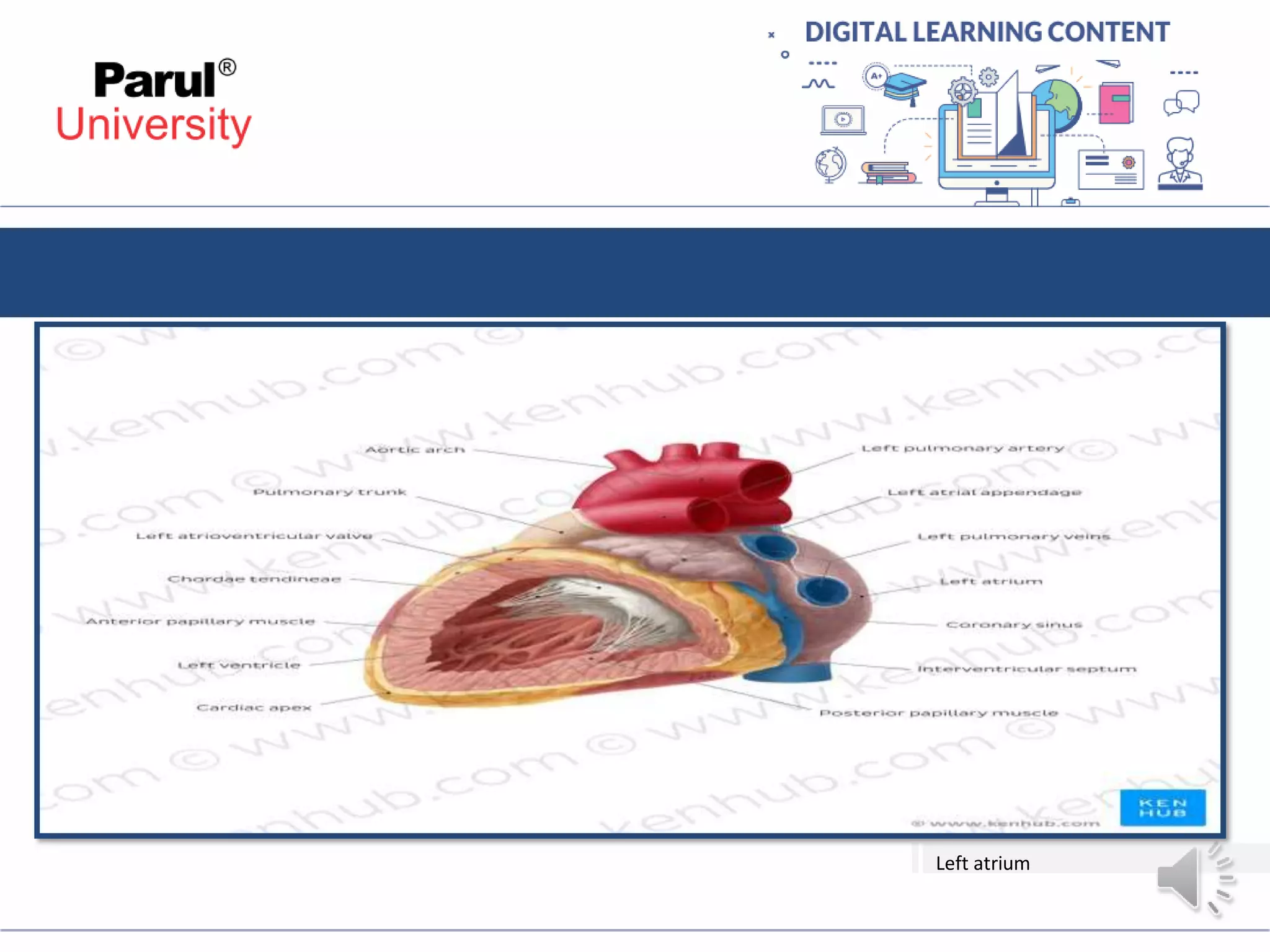 Gross anatomy of heart | PDF