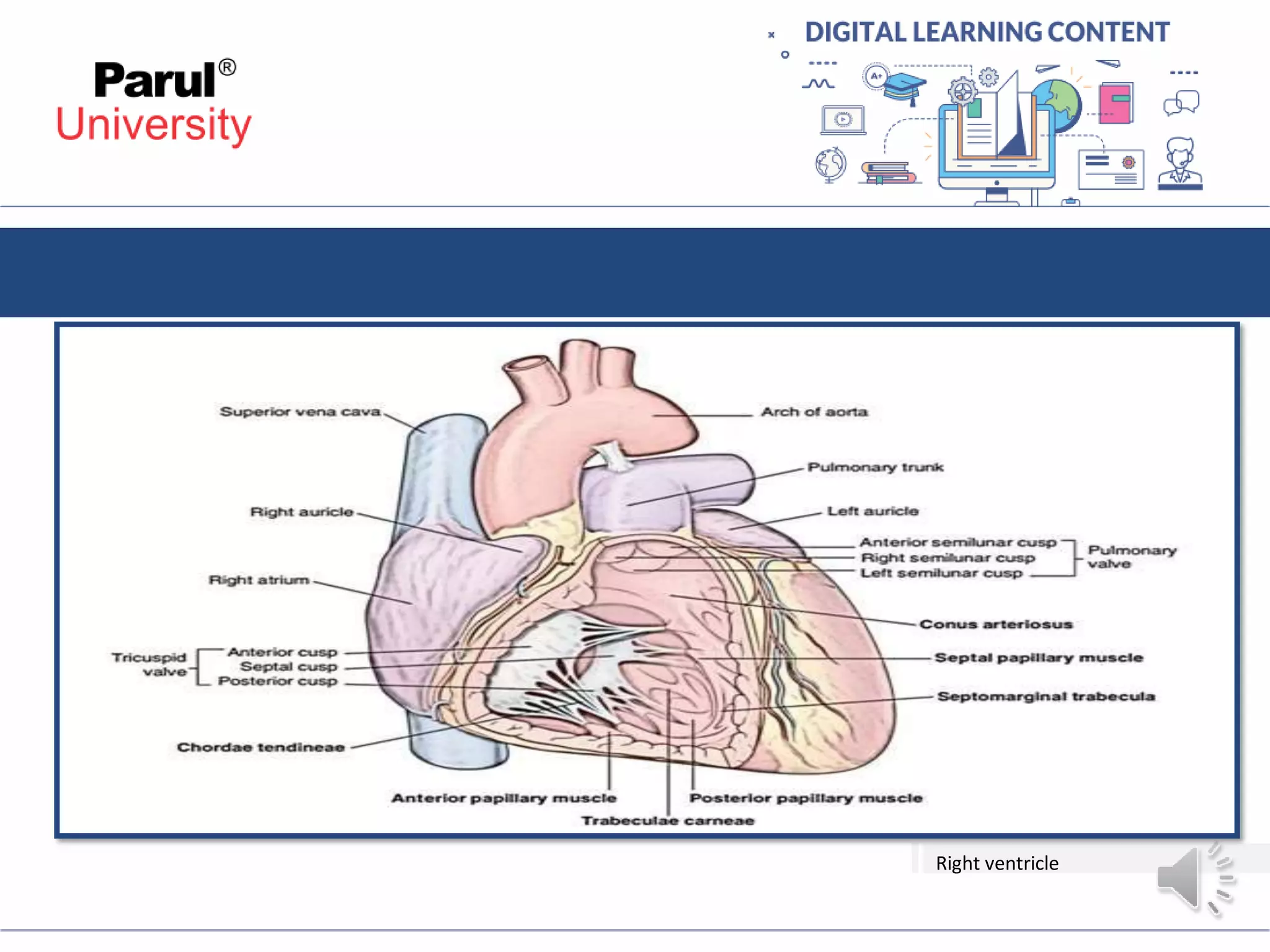 Gross anatomy of heart | PDF