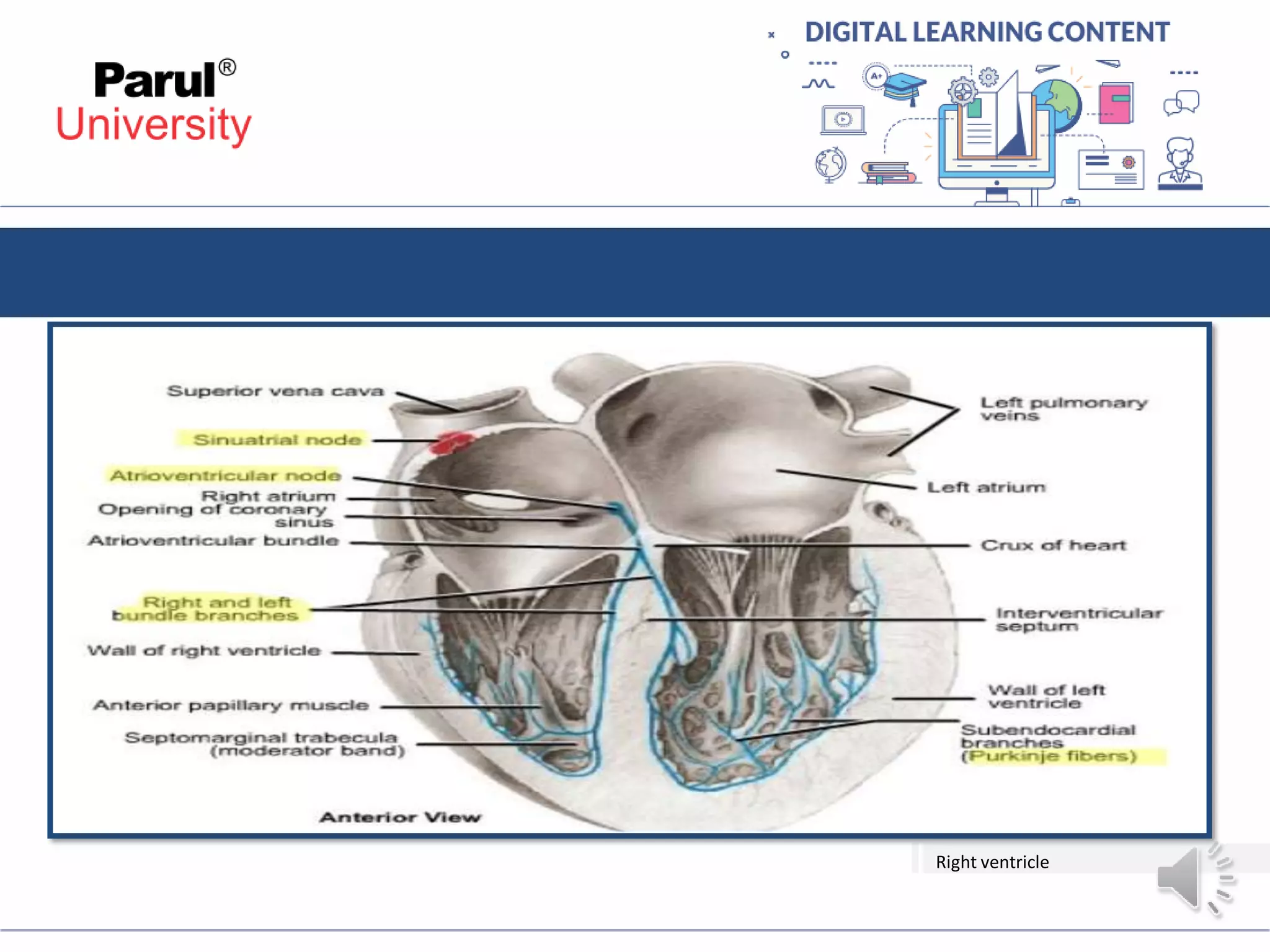 Gross anatomy of heart | PDF