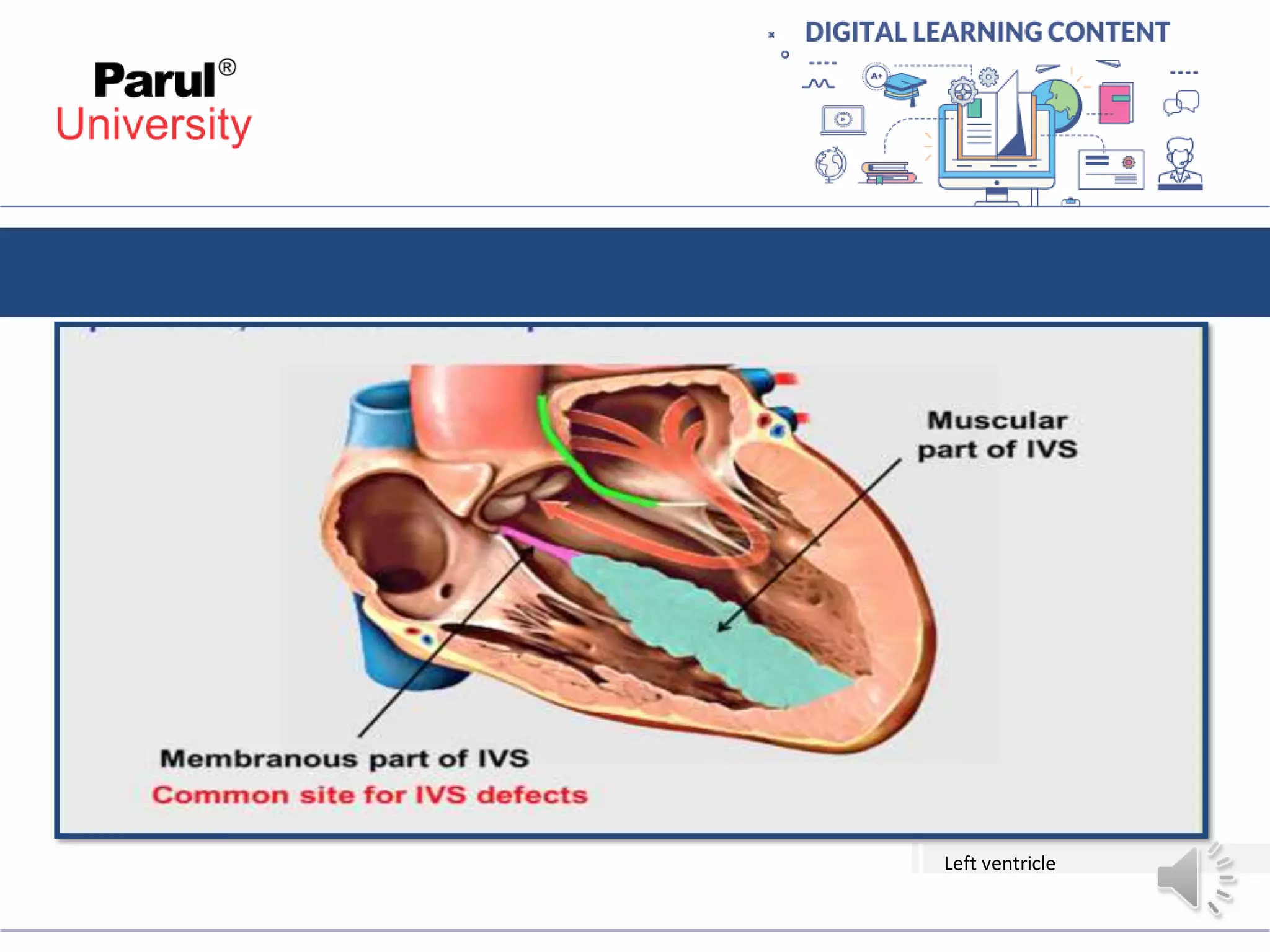 Gross anatomy of heart | PDF
