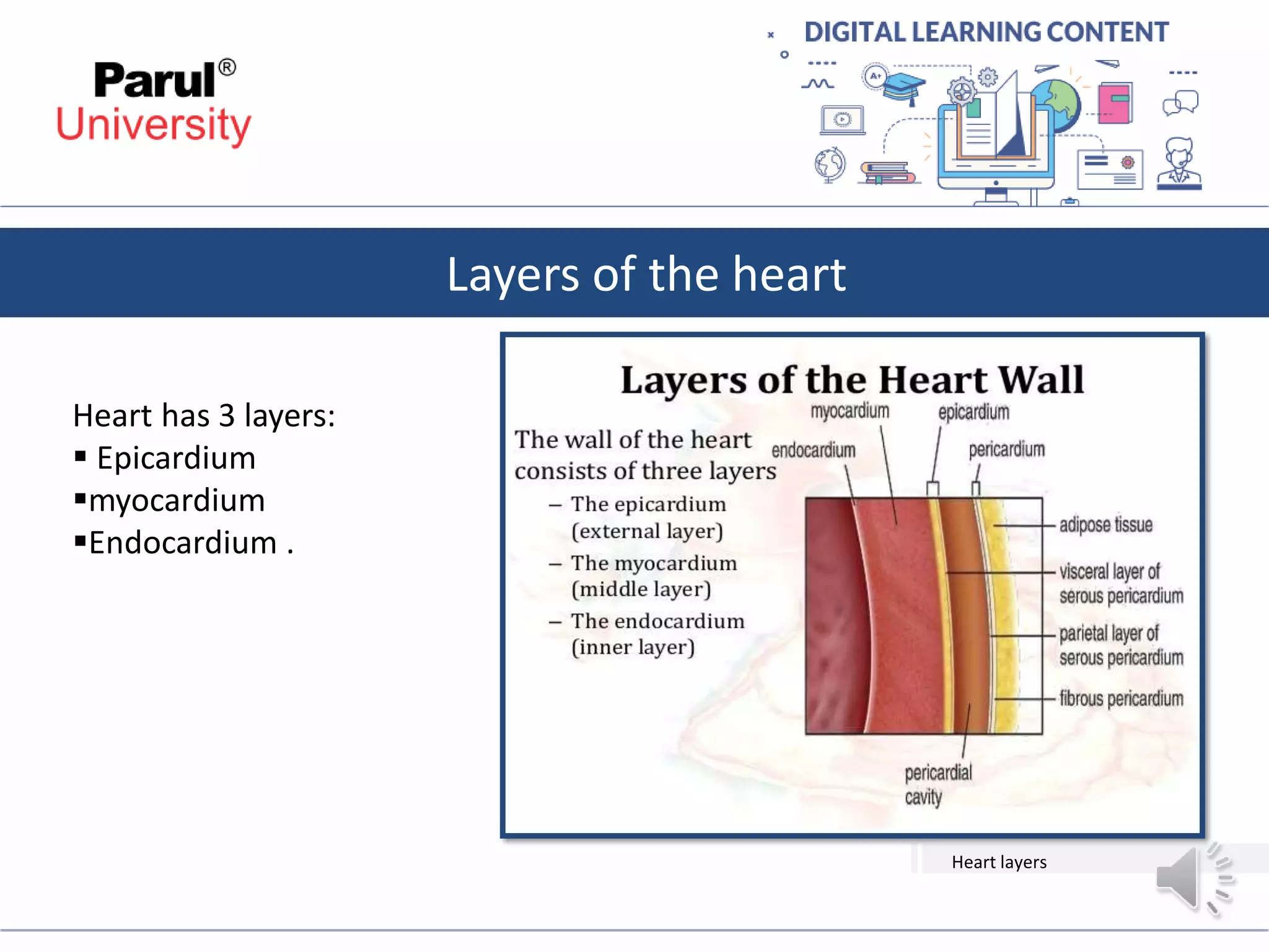 Gross anatomy of heart | PDF
