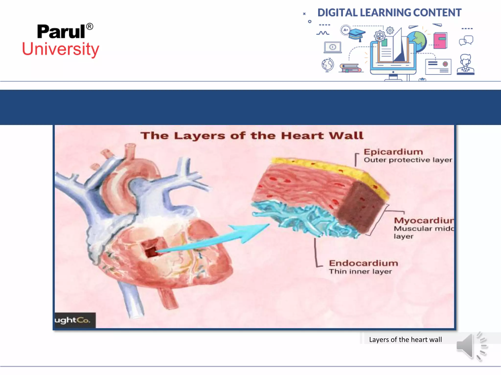 Gross anatomy of heart | PDF
