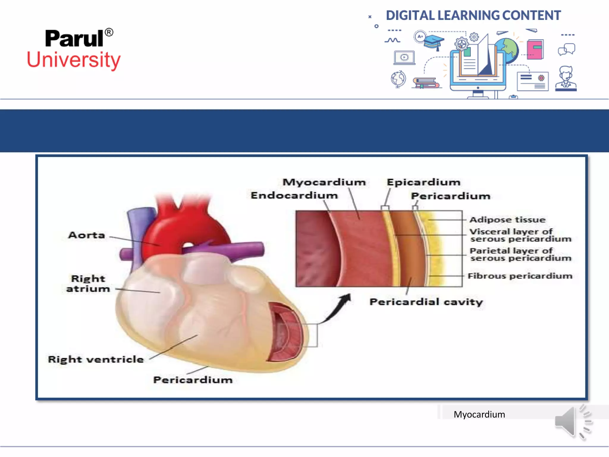 Gross anatomy of heart | PDF