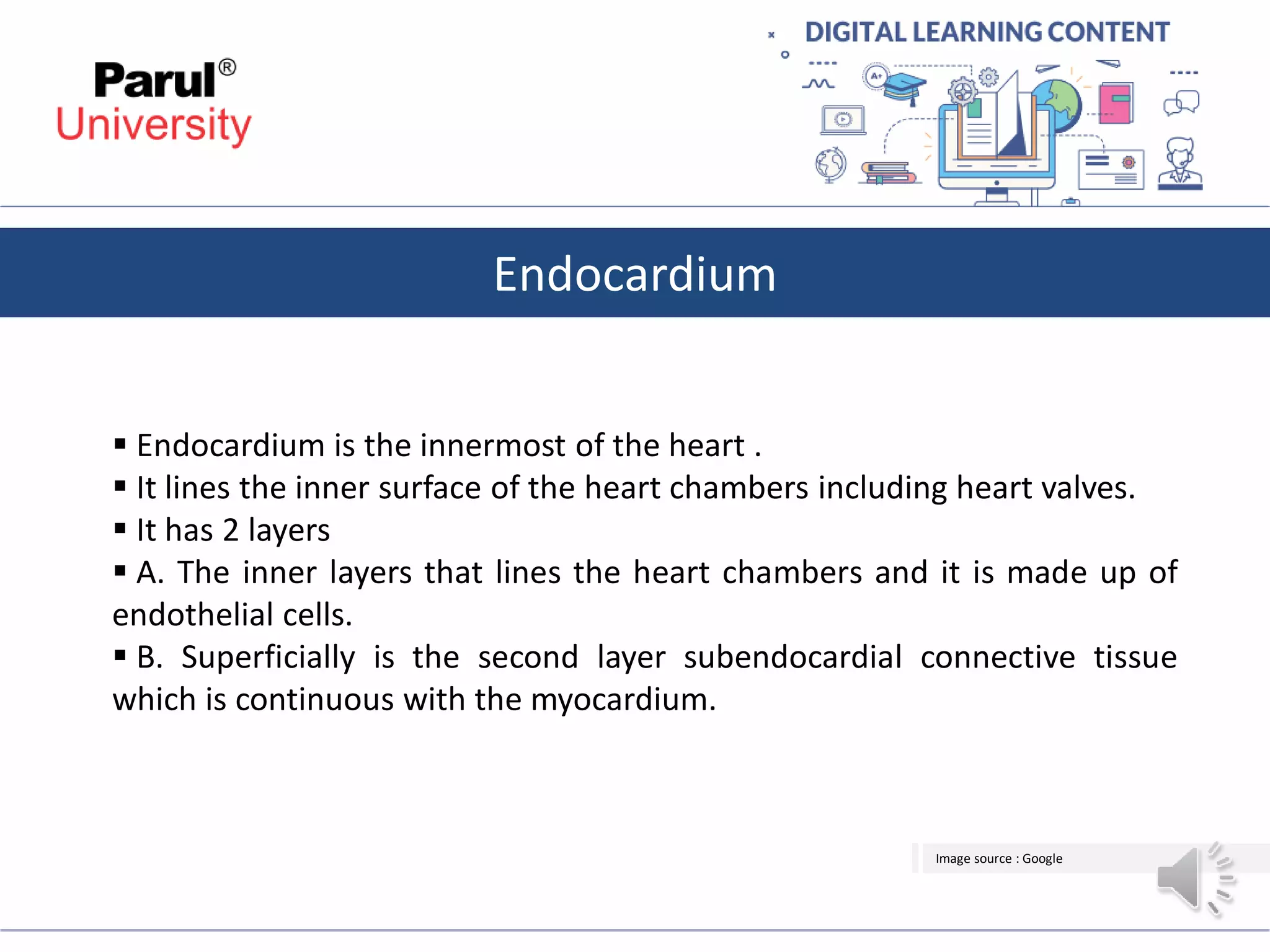 Gross anatomy of heart | PDF