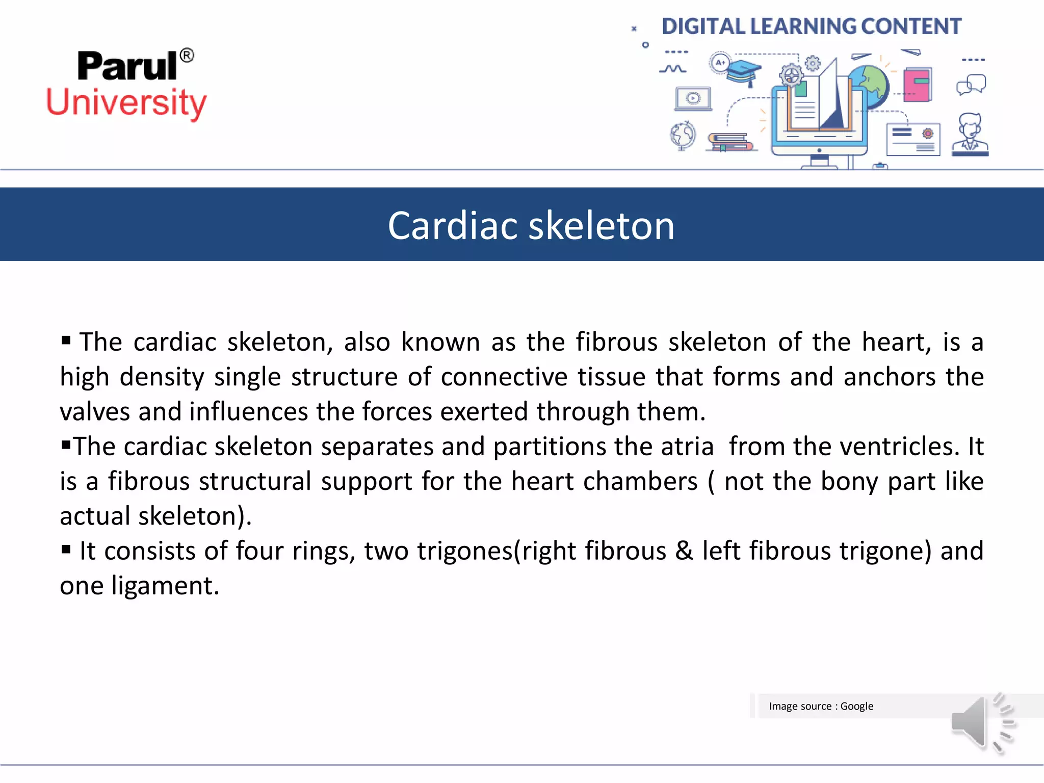 Gross anatomy of heart | PDF